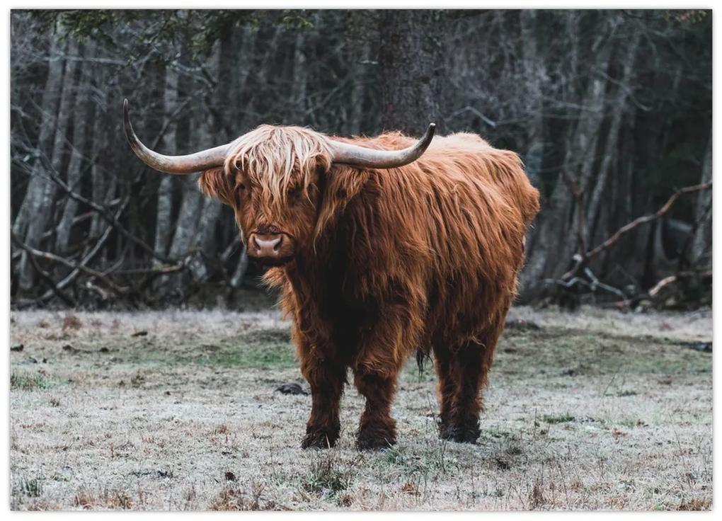 Obraz - Skotská kráva 2 (70x50 cm)