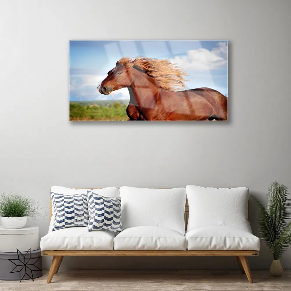 akrylový obraz Kůň Zvířata 100x50 cm