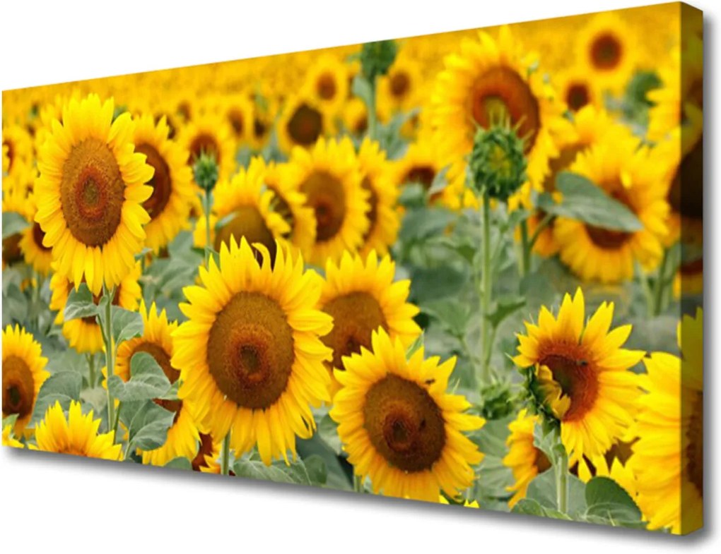 Obraz Canvas Slunečnice Rostlina Příroda