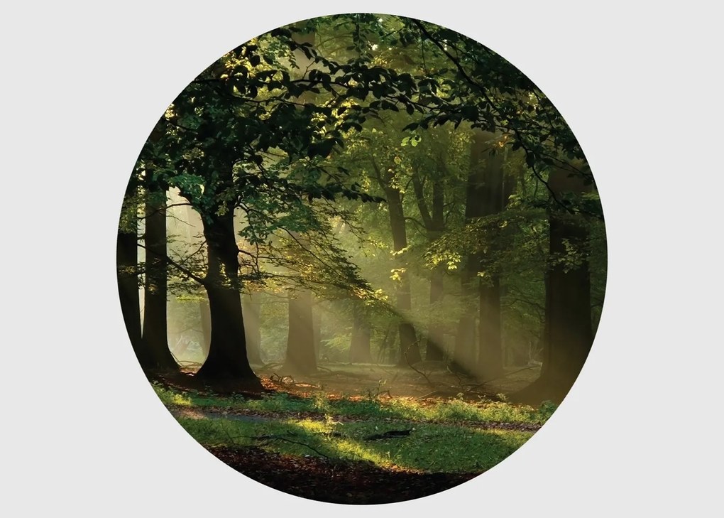 Samolepící vliesová fototapeta na zed' Prosluněný Les | 70 x 70 cm | DCR3210