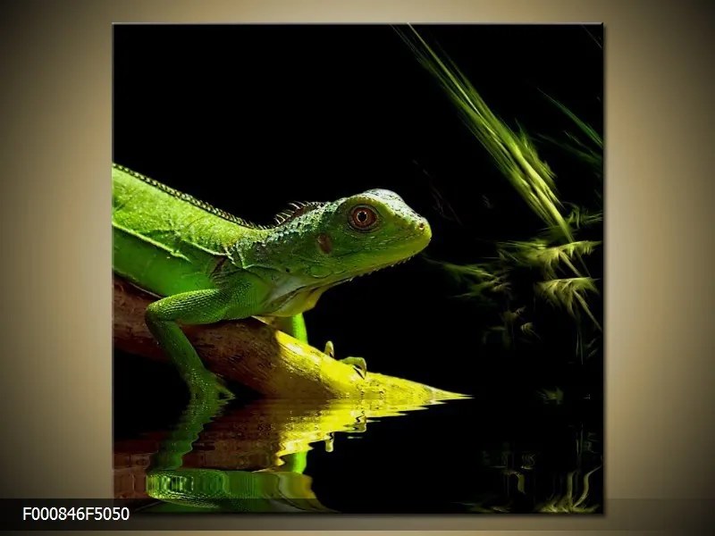 Obraz na plátně Zelená ještěrka, Čtverec 50x50cm 842 Kč
