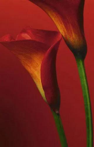 Fototapety Red Calla Lilies rozměr 183 cm x 254 cm