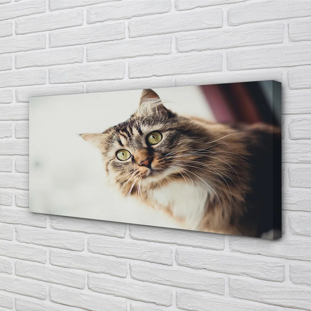 Obrazy na plátně Mainská mývalí kočka 125x50 cm