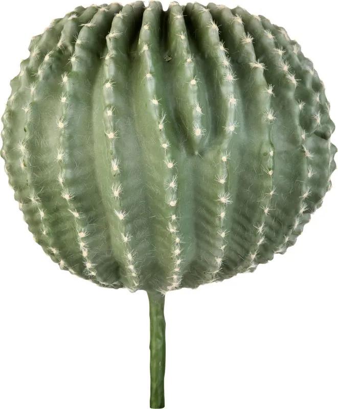 Kaktus kulatý FLORA
