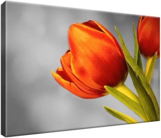 Obraz na plátně Nádherné červené tulipány 30x20cm 1627A_1T