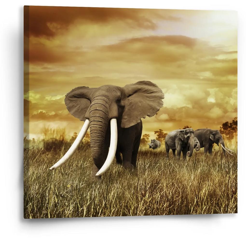Obraz SABLIO - Slon Africký 50x50 cm