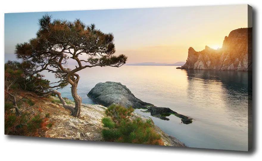 Wallmuralia Foto obraz na plátně Strom nad mořem 100x50
