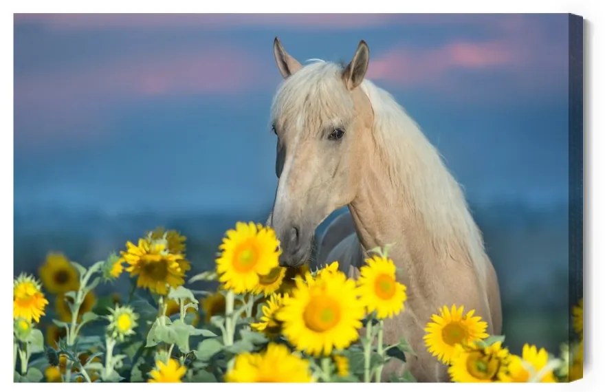 Obraz Kůň A Slunečnice Nedostatek Nedostatek Přírodní plátno 40x30
