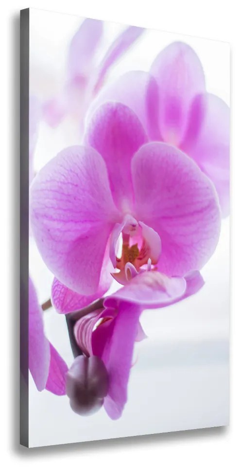 Wallmuralia Vertikální Foto obraz na plátně Růžová orchidej 50x100