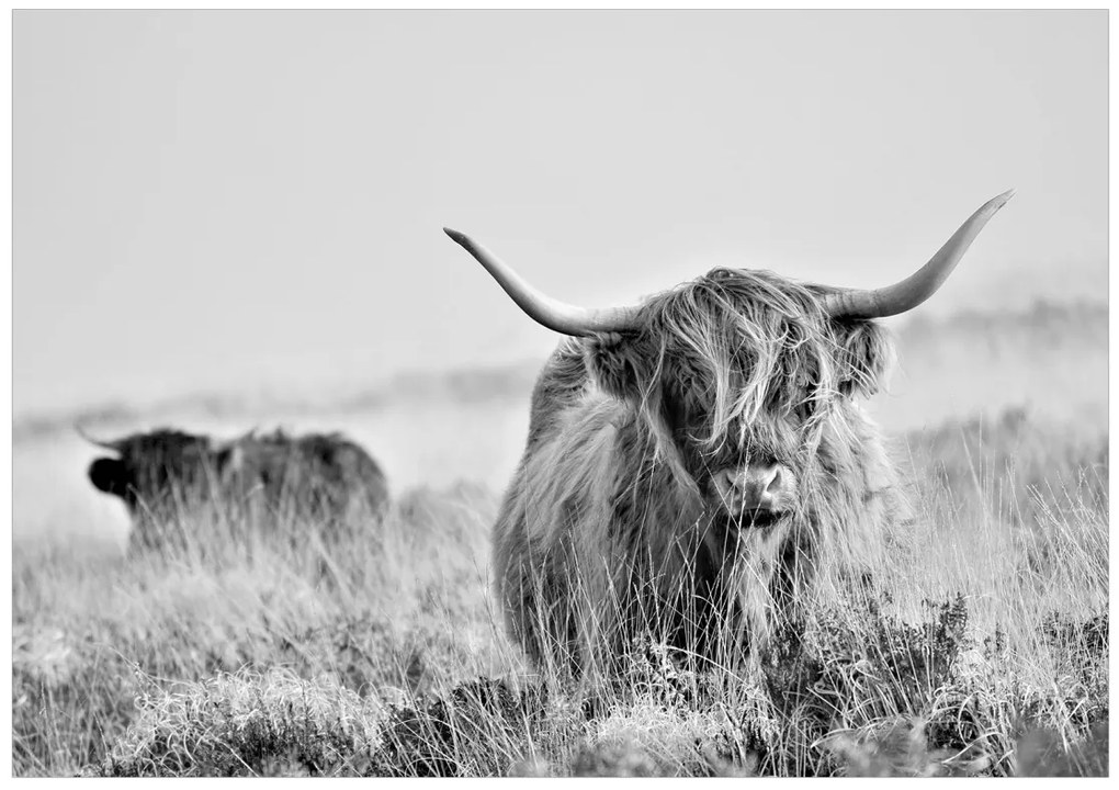 Fototapeta - Highland Cattle