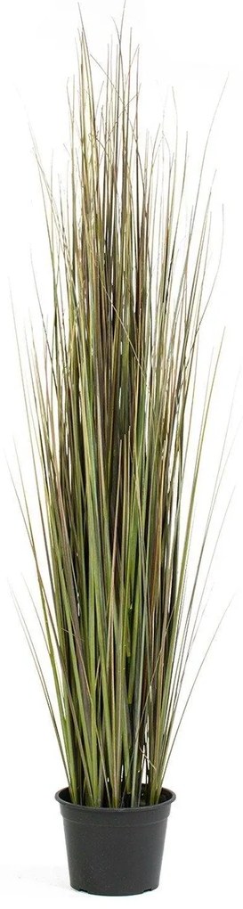 ONION GRASS - červená Výška: 153 cm