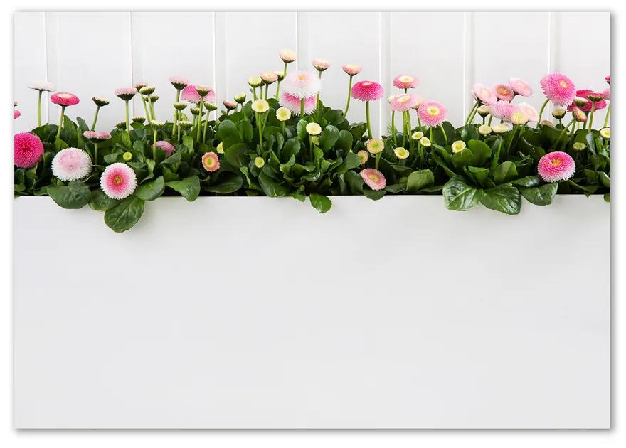 Wallmuralia Foto obraz akrylový na stěnu Růžové sedmikrásky 100x70