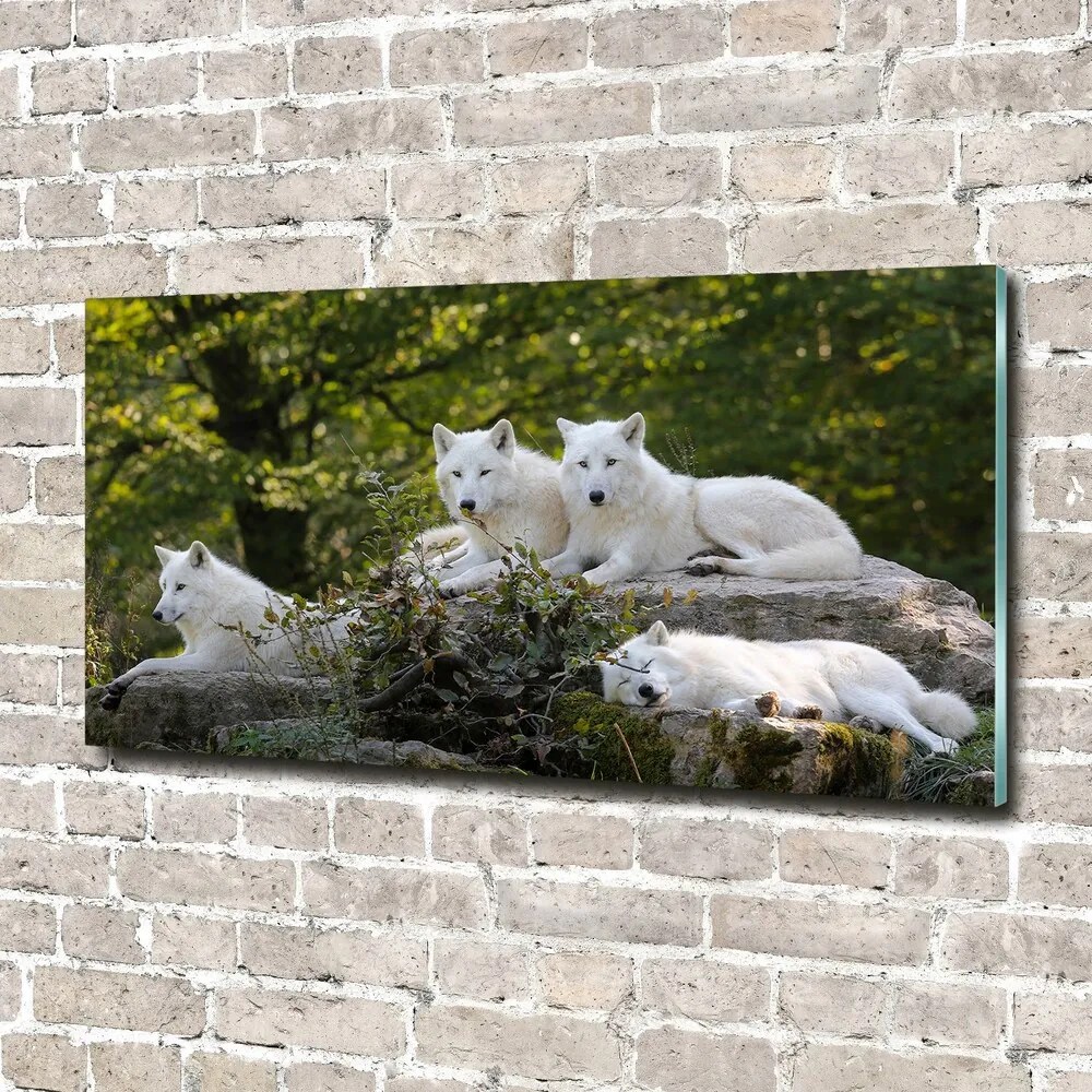 Wallmuralia Foto-obraz na skle horizontální Bílí vlci a skála 140x70 cm