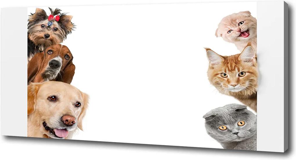 Foto obraz canvas Psy a kočky