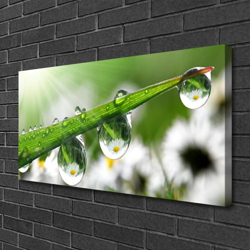 Obraz na plátně Tráva Rosa Kapky Příroda 140x70 cm