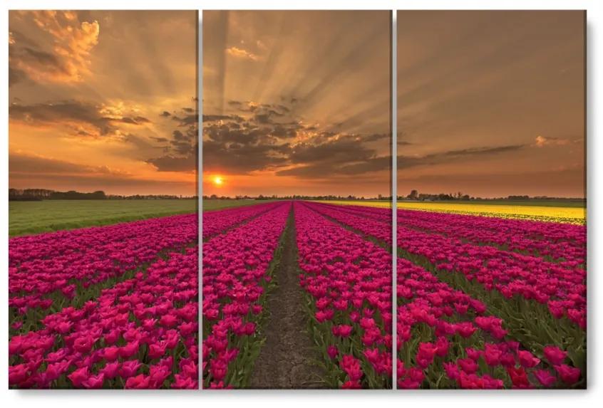 Malvis ® Vícedílný obraz - Záplava tulipánů Velikost (šířka x výška): 150x100 cm