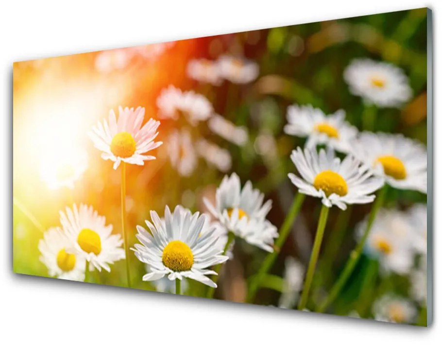 Obraz na skle Sedmikrásky Květiny Paprsky 120x60 cm