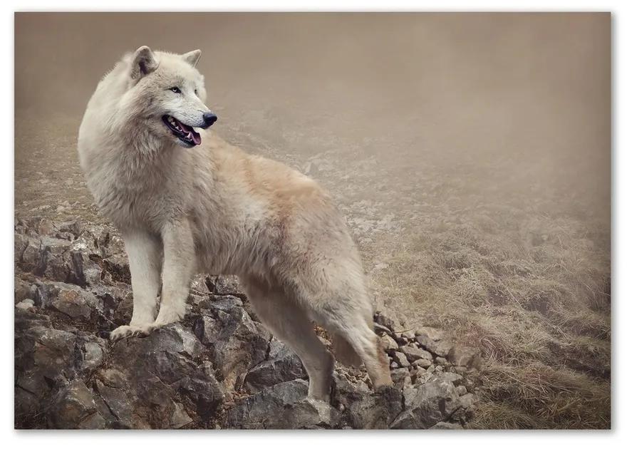 Wallmuralia Foto obraz sklo tvrzené Bílý vlk na skále 100x70 cm