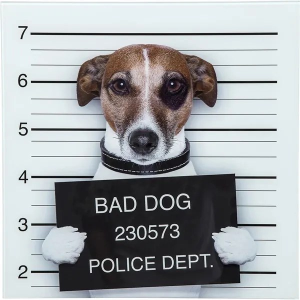 Obraz na skle Bad Dog 40x40cm