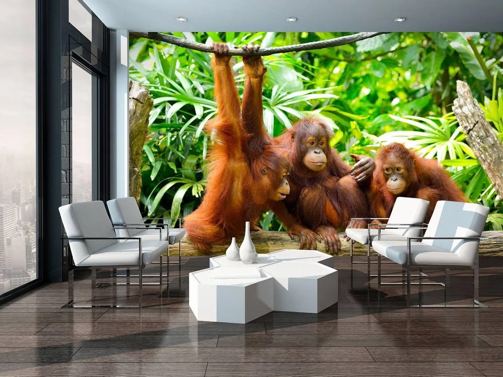 Fototapeta - Orangutani v džungli (254x184 cm)