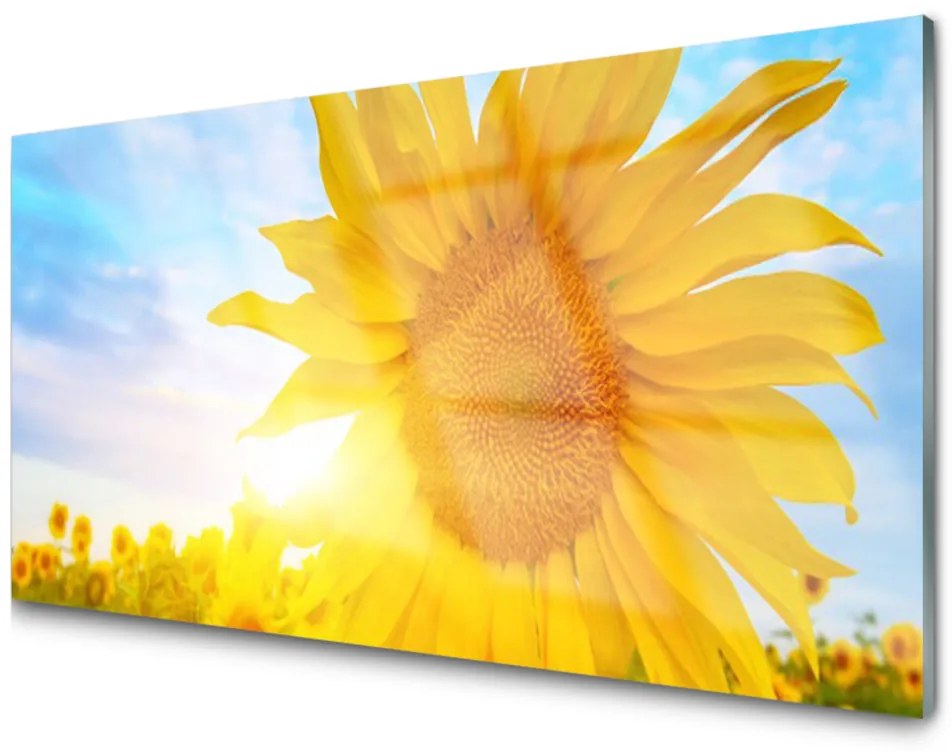 Plexisklo obraz Slunečnice Květ Slunce