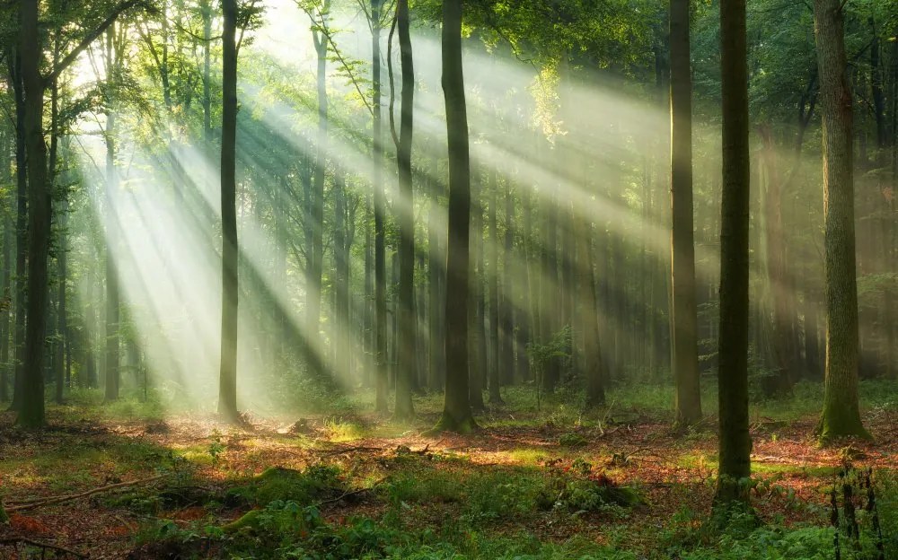 Vícedílný obraz Lesní Krajina V Dopoledních Hodinách Nedostatek Nedostatek Přírodní plátno 240x150