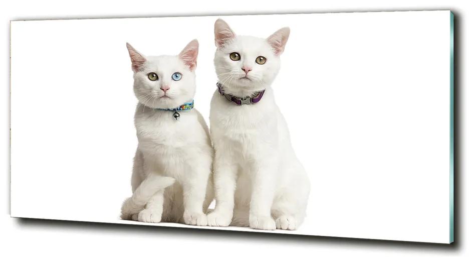 Wallmuralia Foto-obraz skleněný horizontální Bílé kočky 125x50 cm