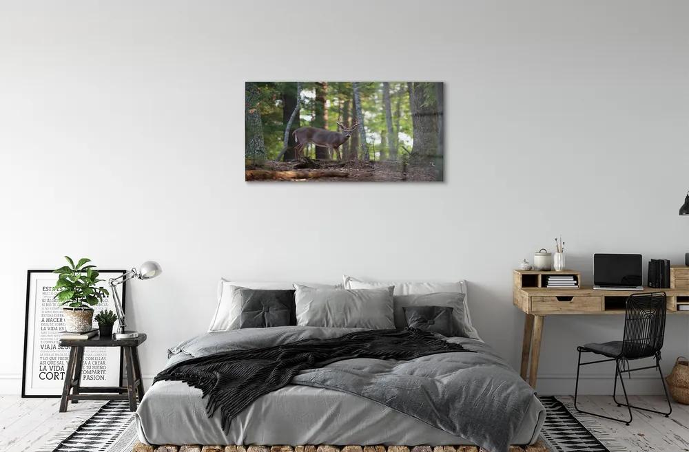 Obraz na skle jelen lesní 125x50 cm