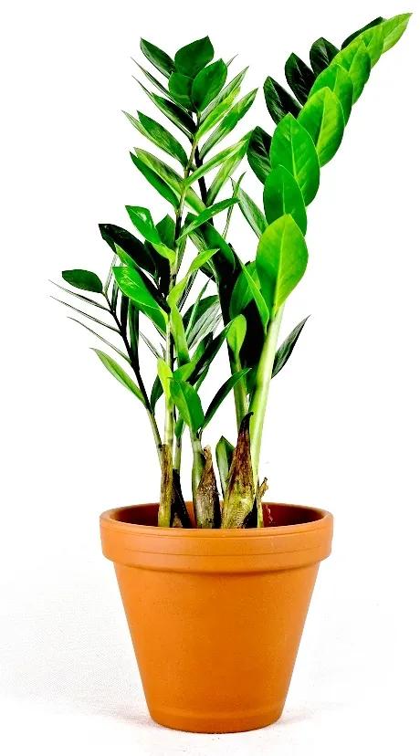 Gardners Zamioculcas zamiifolia, průměr 12 cm
