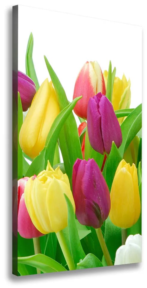 Wallmuralia Vertikální Foto obraz na plátně Barevné tulipány 50x100