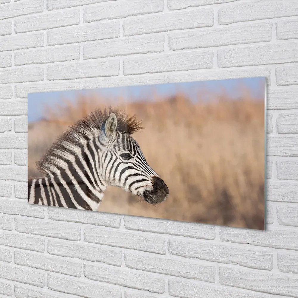 Obraz na skle zebra 100x50 cm