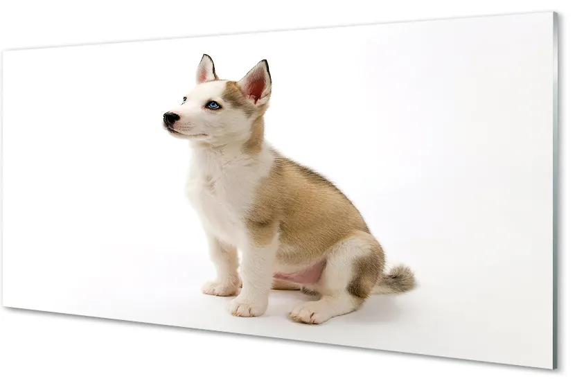 akrylový obraz Sedící malého psa 100x50 cm