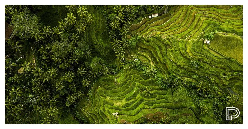 Towee Rychleschnoucí osuška RICE FIELDS, 80 x 160 cm