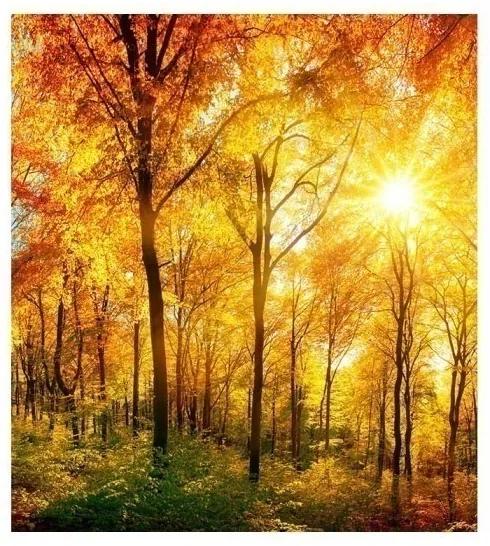DIMEX | Vliesová fototapeta na zeď Slunečný les MS-3-0067 | 225 x 250 cm | žlutá, oranžová, zelená