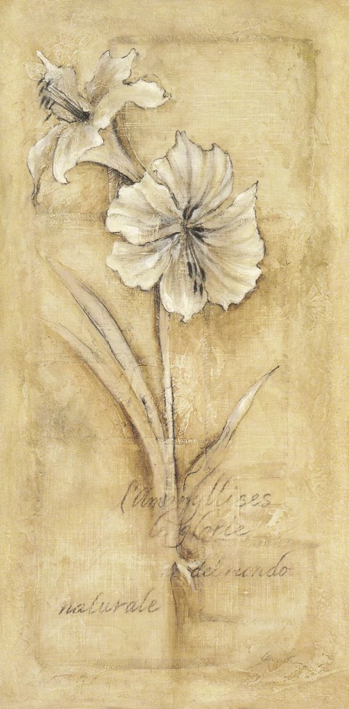 ART-STYLE Obrázek 13x25, amarylis, rám sv. dub - červotoč