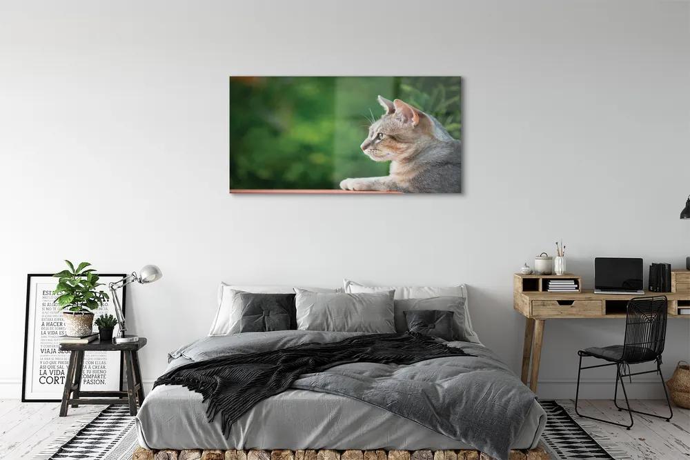 akrylový obraz vypadající kočka 125x50 cm