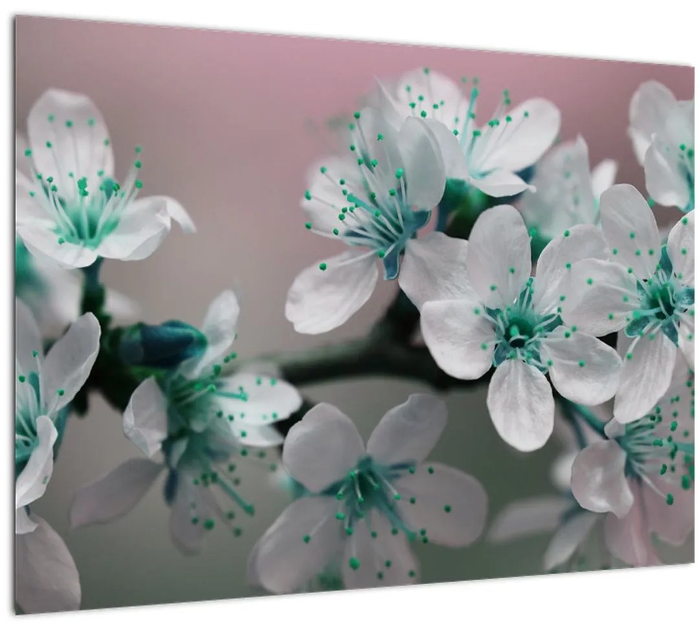 Obraz květu - tyrkysové (70x50 cm)