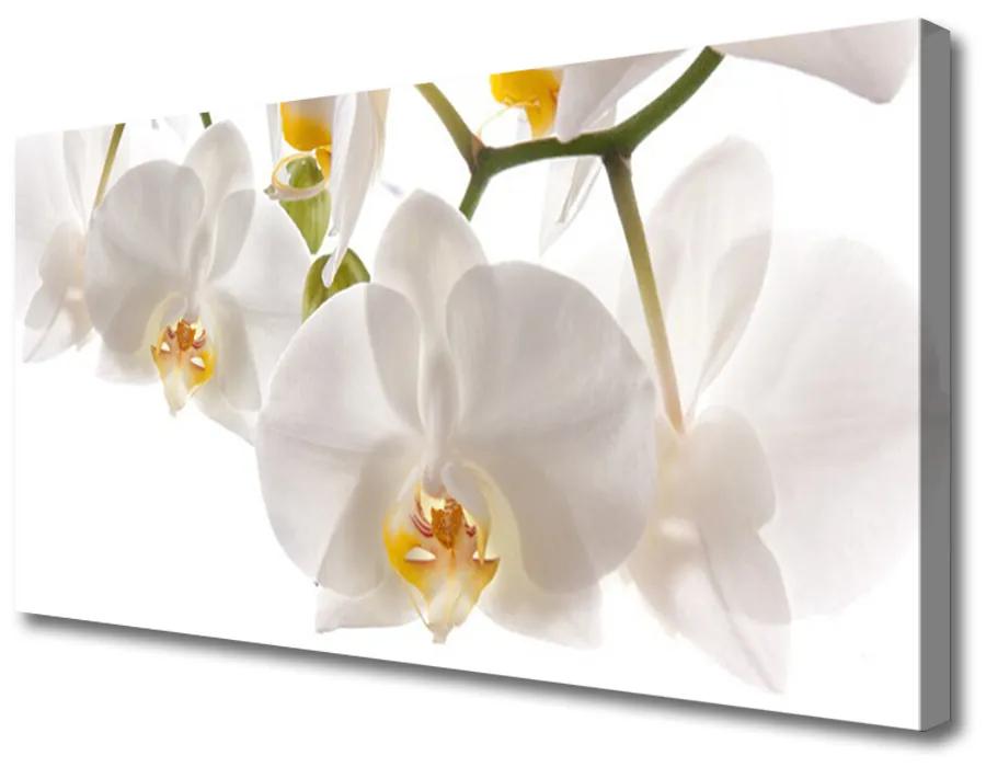 Obraz na plátně Orchidej Květiny Příroda 100x50cm