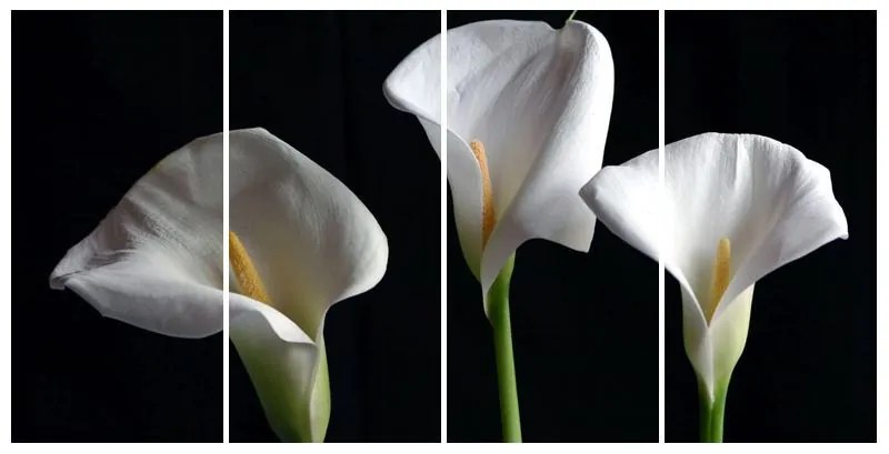Obraz bílých květů (160x80 cm), 40 dalších rozměrů