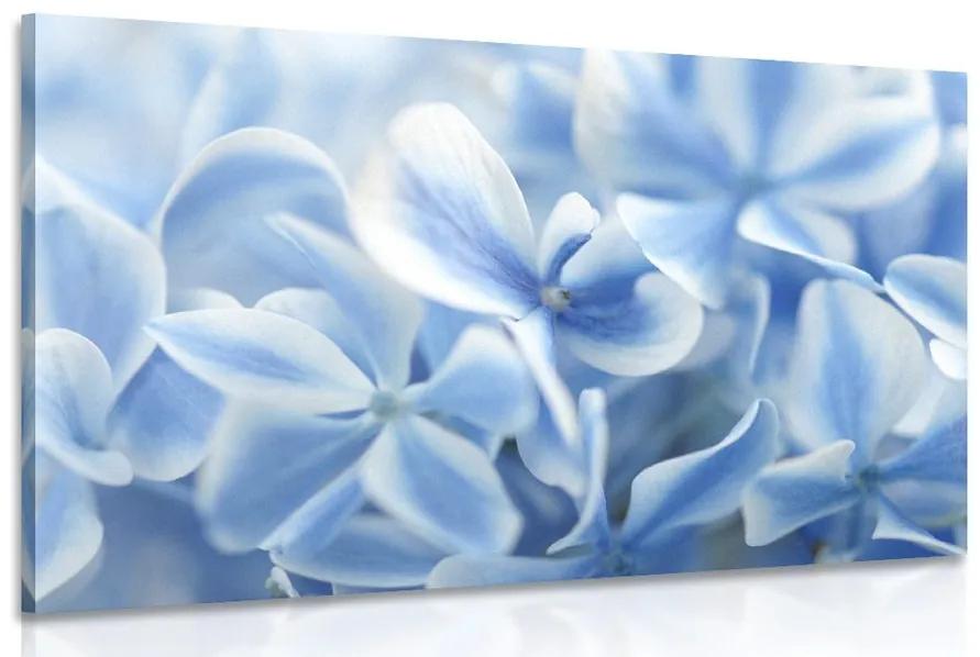 Obraz květiny hortenzie v modrobílém nádechu Varianta: 120x80
