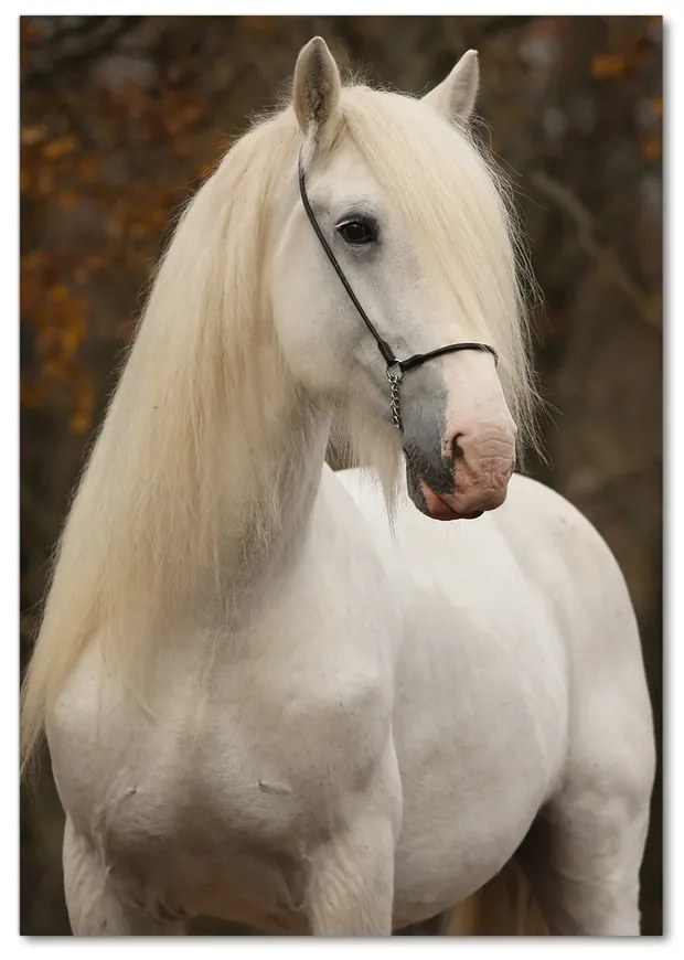 Wallmuralia Foto obraz sklo tvrzené Bílý kůň 70x100 cm