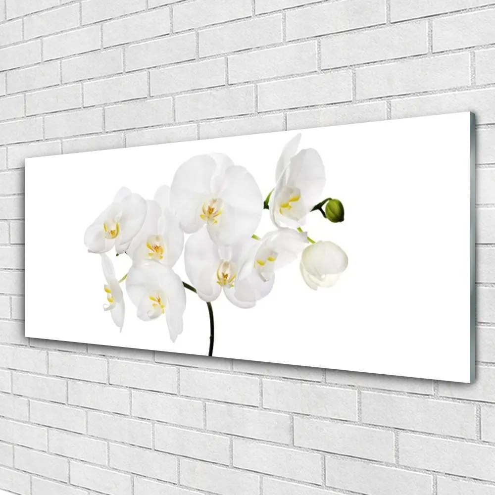 Plexisklo-obraz Bílá Orchidej Květiny 125x50 cm