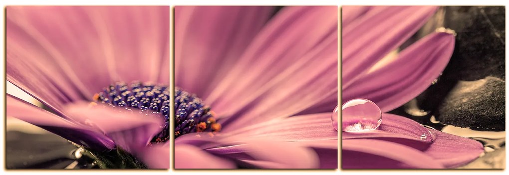 Obraz na plátně - Gerbera ve vodě - panoráma 582FB (90x30 cm)