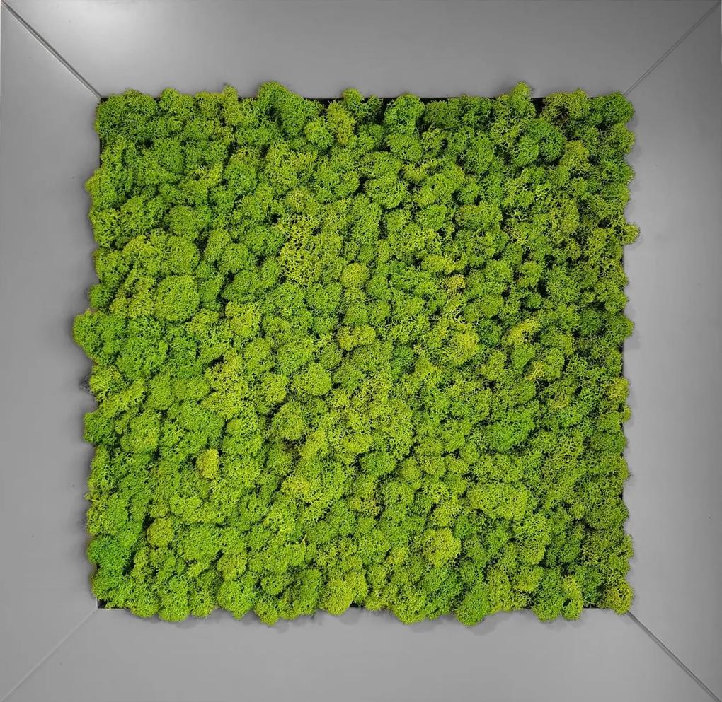 Mechdekor Obraz 56x56cm Finský Sobí mech světle zelený POLARMOSS (premium) v  šedém rámu