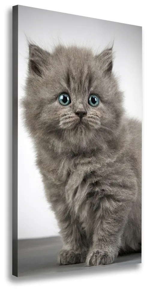 Wallmuralia Foto obraz na plátně Šedá a britská kočka 60x120 cm