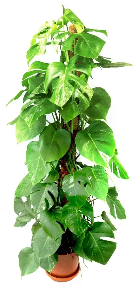 Pokojov rostlina Monstera deliciosa variegata s kokosovou vzprou, prmr  24 cm Monstera skvostn | BIANO