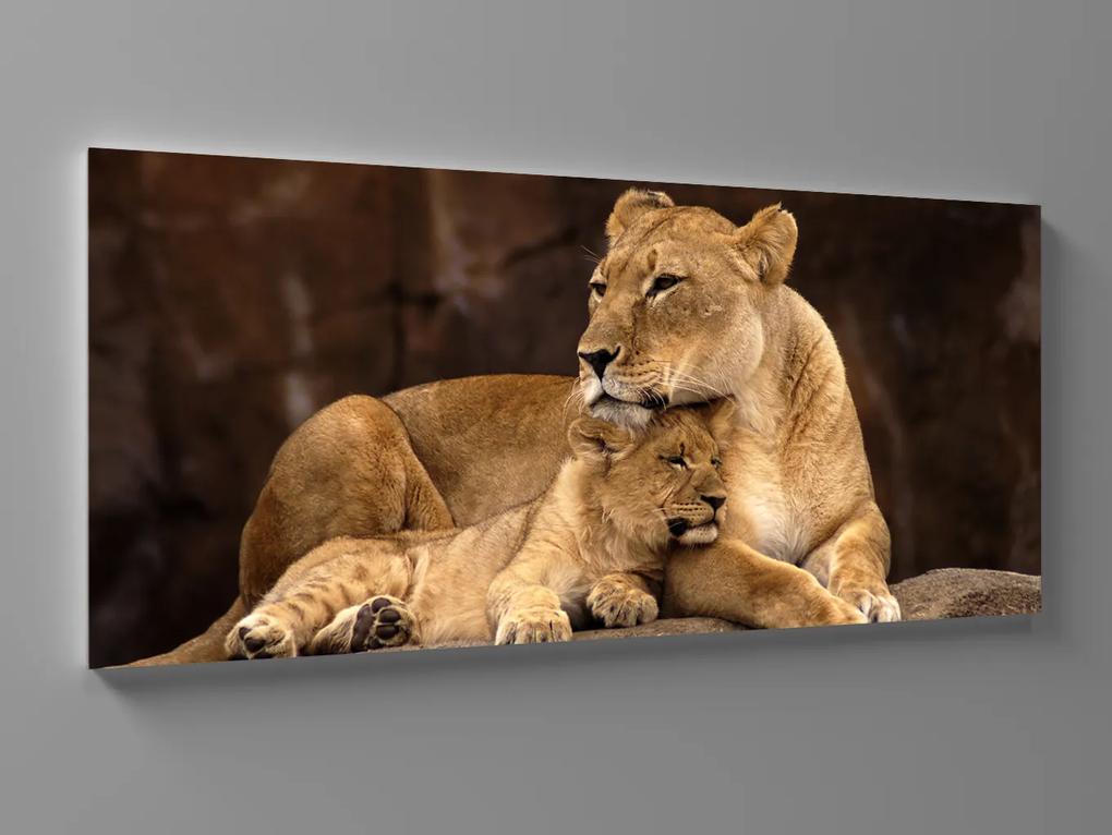 Liox XXL Obraz lev a lvice Rozměr: 250 x 125 cm