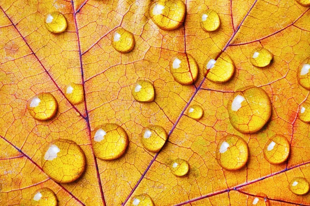 Vícedílný obraz Kapky Vody Na Podzimní Listí Makro Nedostatek Nedostatek Plátno Canvas 60x40