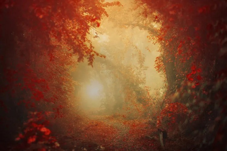 Umělecká fotografie Personal Journey, Ildiko Neer, (40 x 26.7 cm)