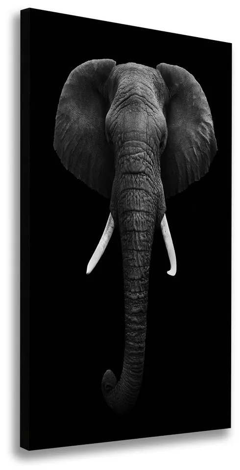 Wallmuralia Foto obraz na plátně Africký slon 50x100 cm